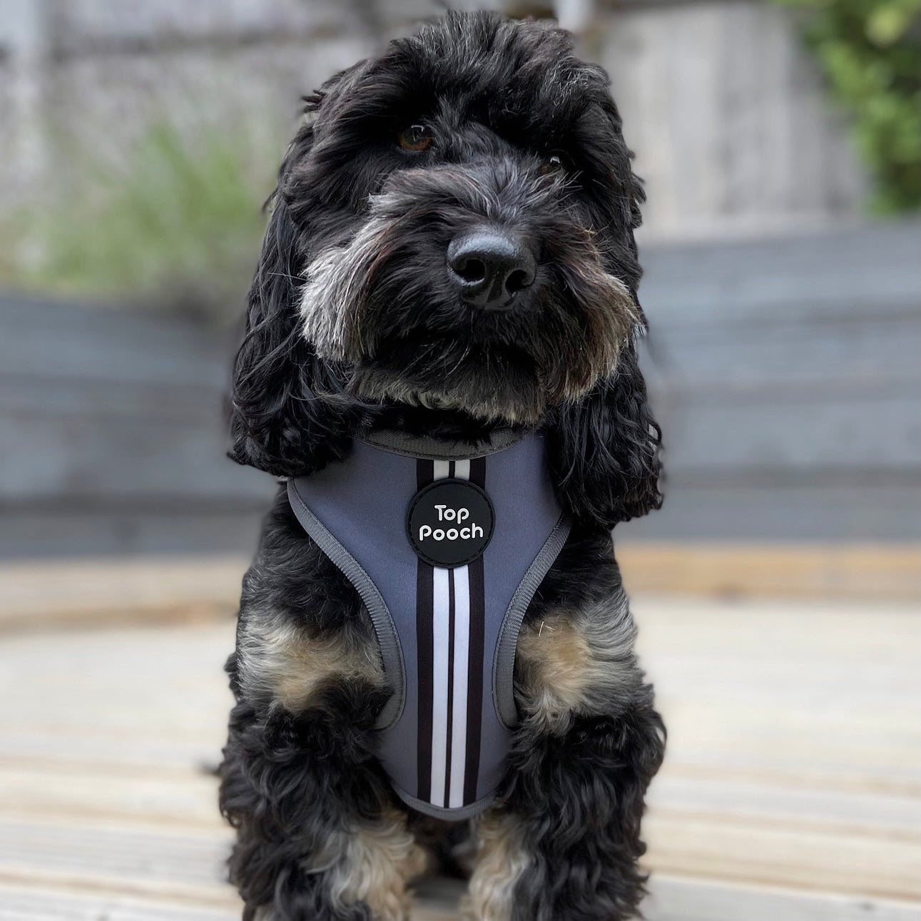 Retro Stripe Dog Harness Steel Grey Top Pooch Ltd